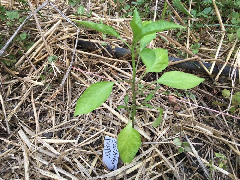 Photo of the seedling or young plant of Hot Pepper (Capsicum annuum ...
