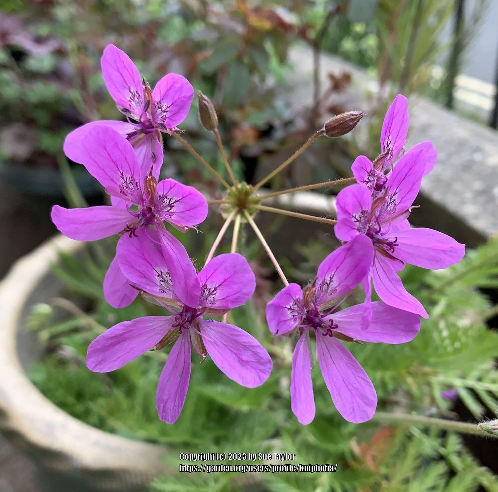 Photo of the bloom of Manescau Erodium (Erodium manescavii) posted by ...