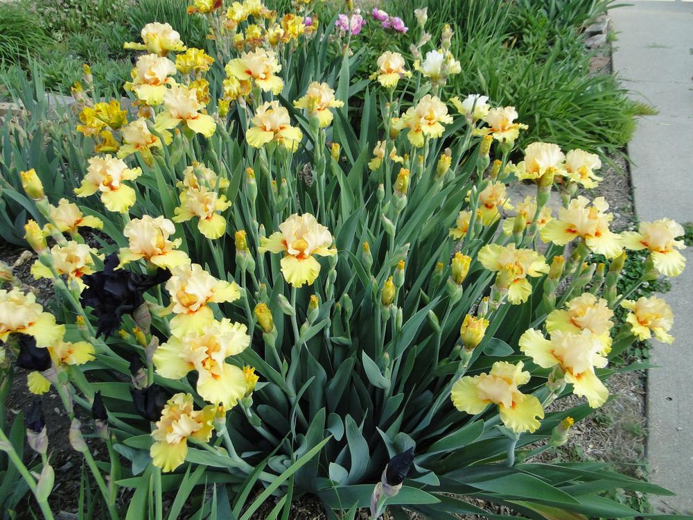 Photo of the entire plant of Border Bearded Iris (Iris 'Solar Sunrise ...