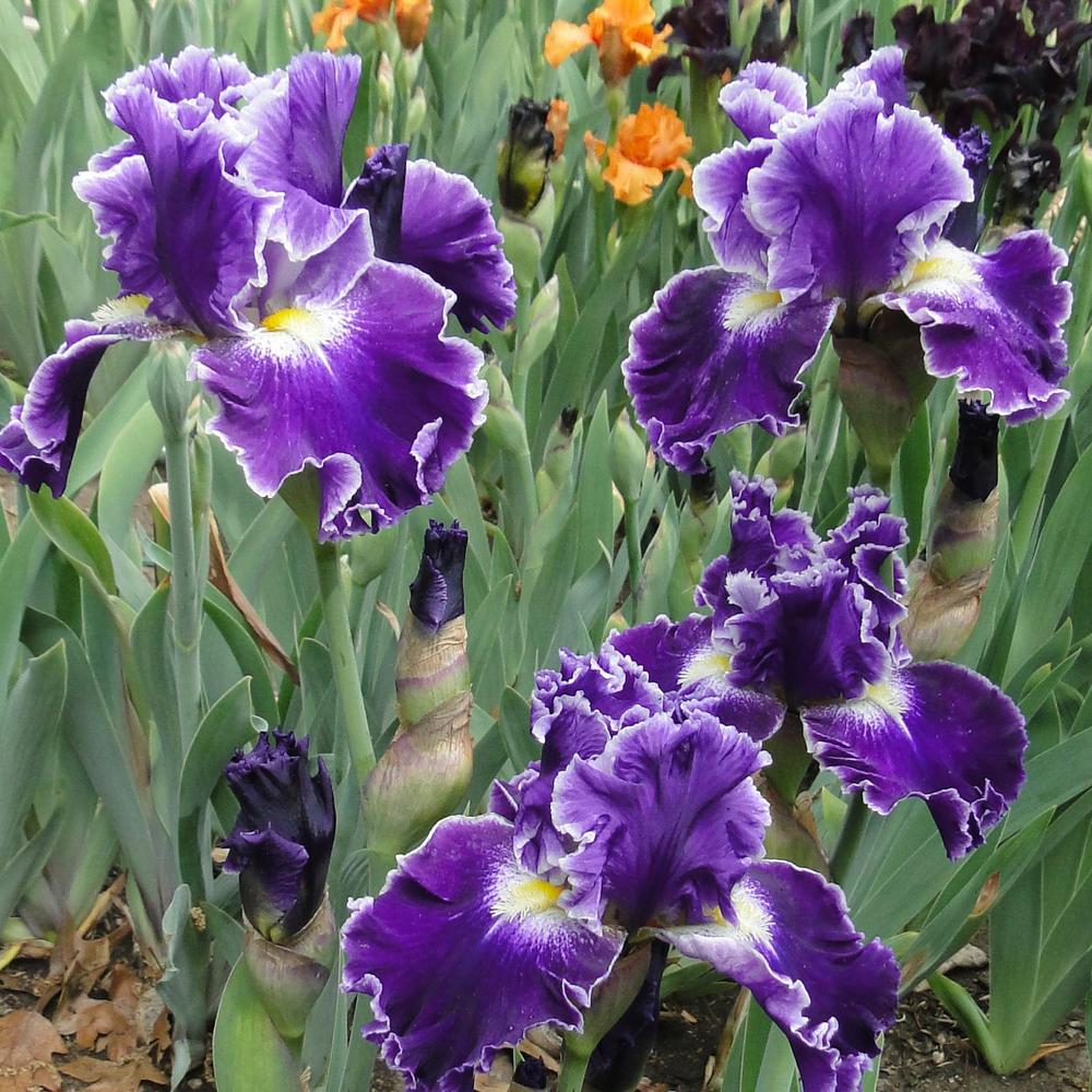 Photo of the bloom of Tall Bearded Iris (Iris 'Dark Universe') posted ...