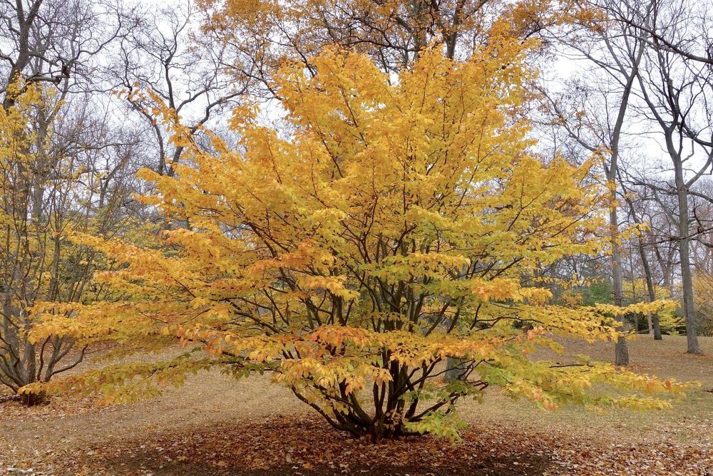 Photo of the fall color of Weeping Persian Ironwood (Parrotia persica ...