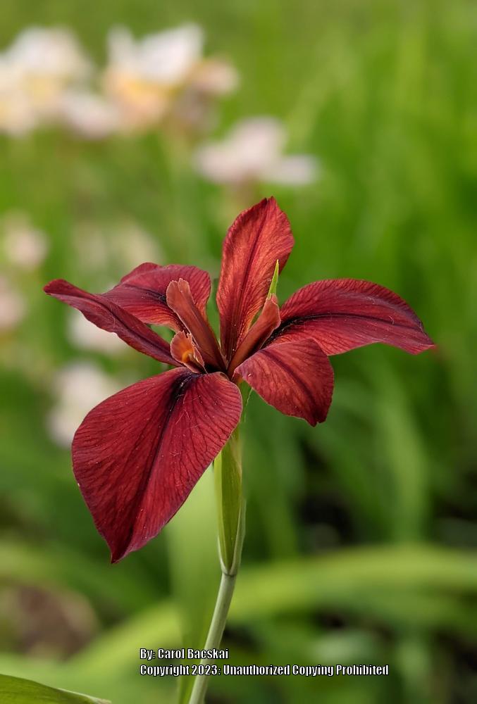 Louisiana Iris (Iris 'Red Dazzler') in the Irises Database - Garden.org