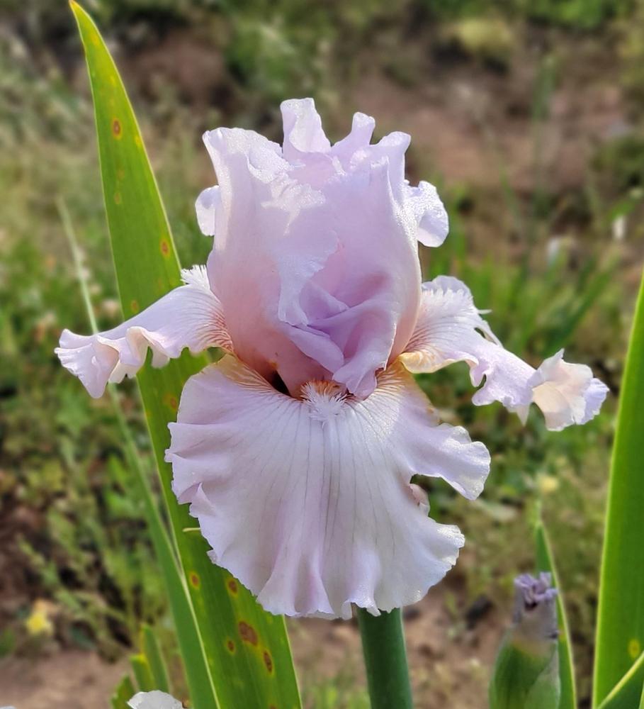 Photo of the bloom of Tall Bearded Iris (Iris 'Desert Blush') posted by Bitoftrouble - Garden.org