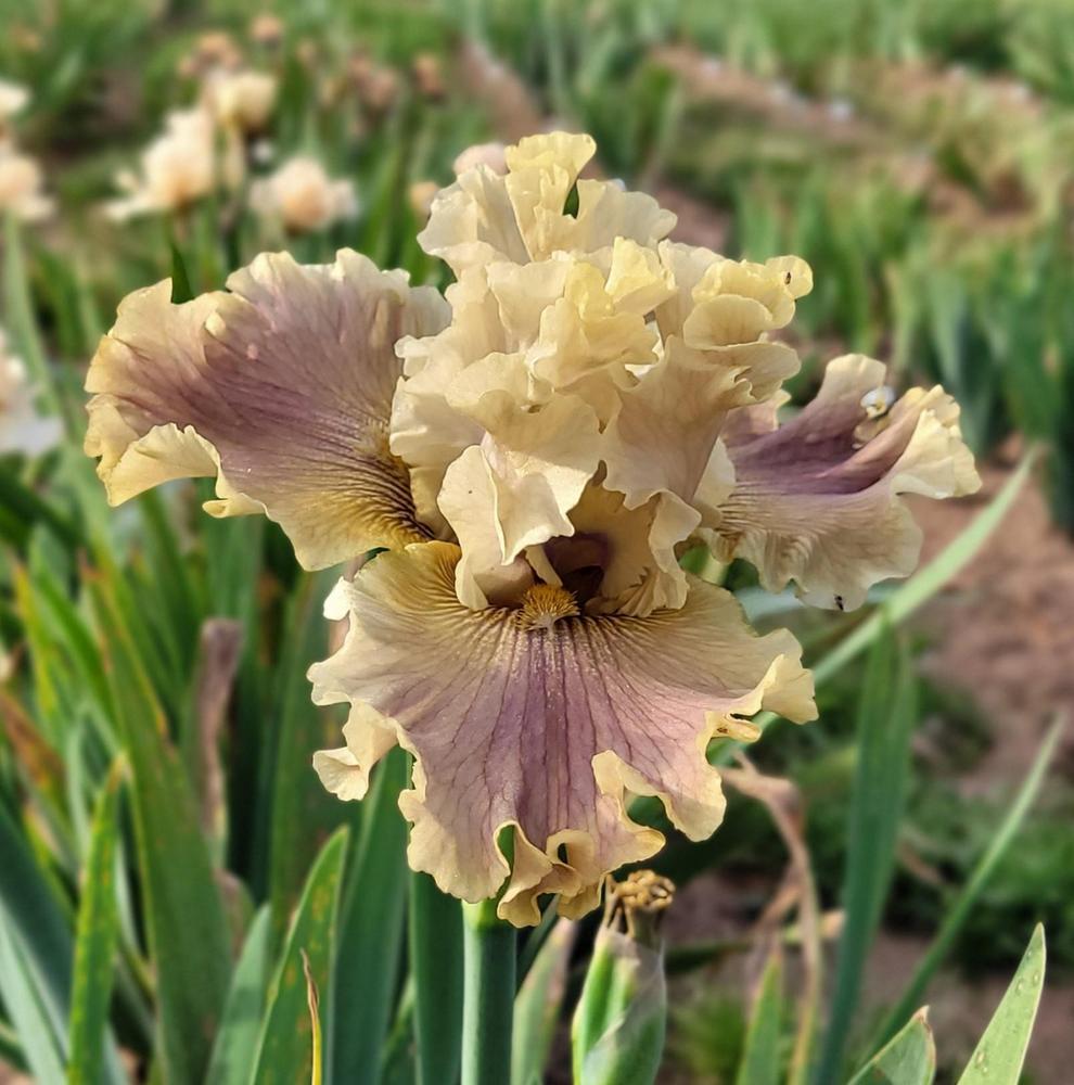 Photo of the bloom of Tall Bearded Iris (Iris 'Buckskin Ruffles ...