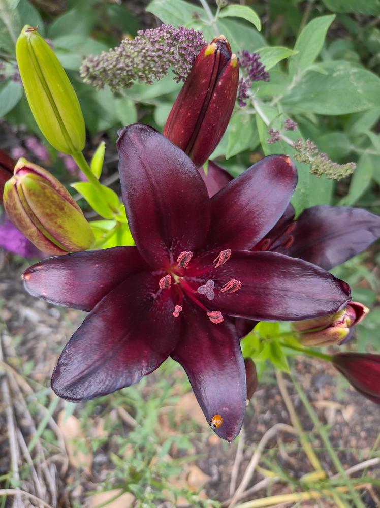 Photo of the bloom of Lily (Lilium 'Nightrider') posted by ...