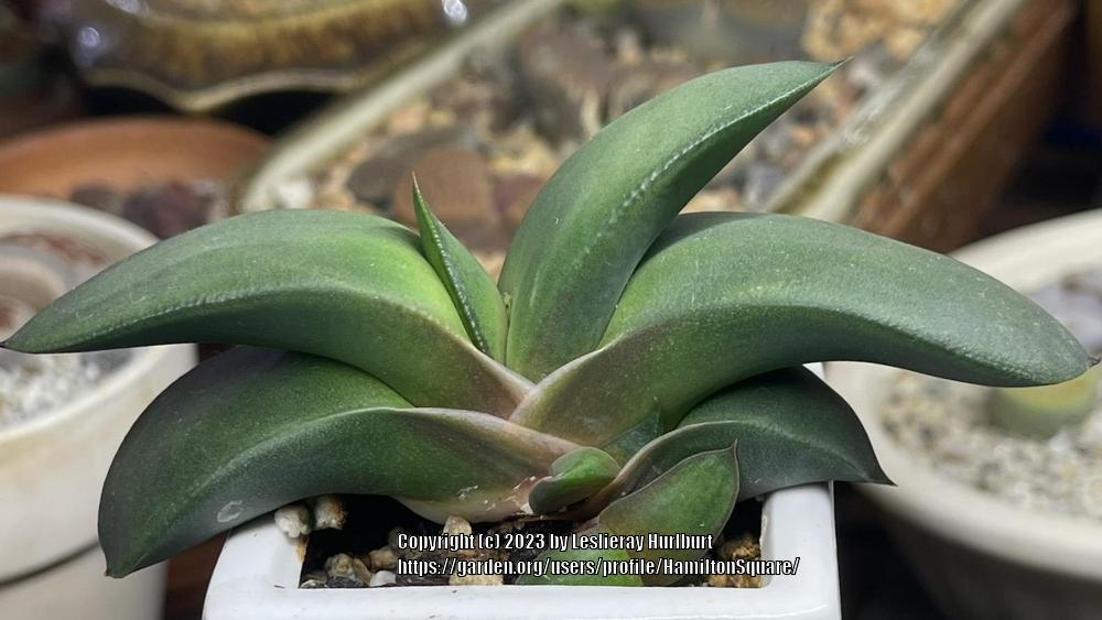 Photo of the entire plant of Gasteria (Gasteria nitida var. armstrongii ...
