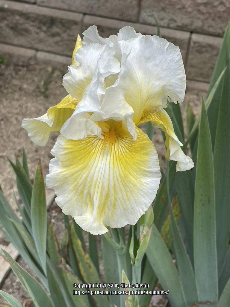 Photo of the bloom of Tall Bearded Iris (Iris 'Glowing Smile') posted ...
