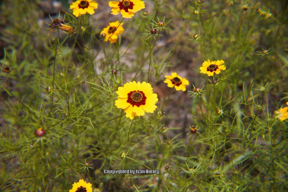 Field Coreopsis (Thelesperma filifolium) - Garden.org
