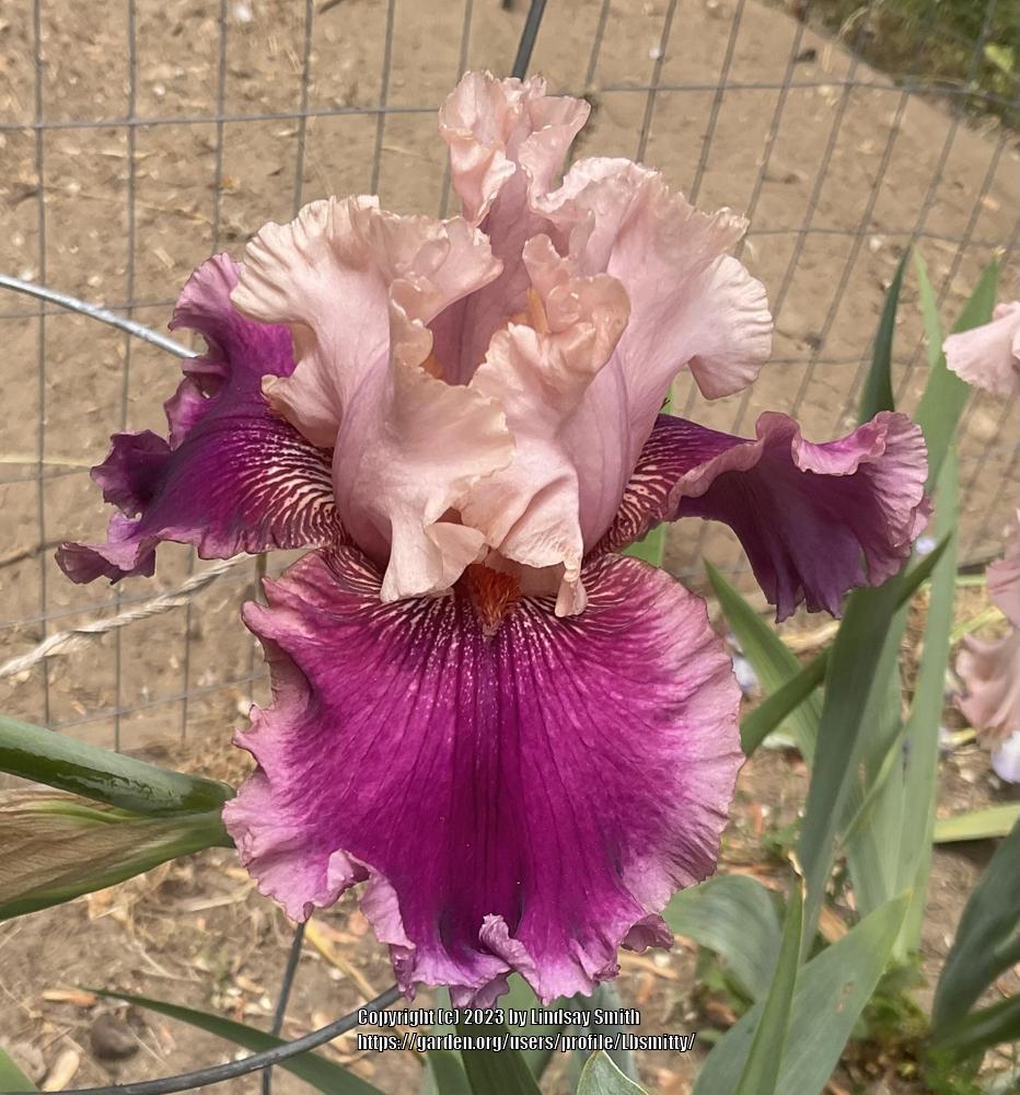 Photo of the bloom of Tall Bearded Iris (Iris 'Autumn Jewel') posted by ...
