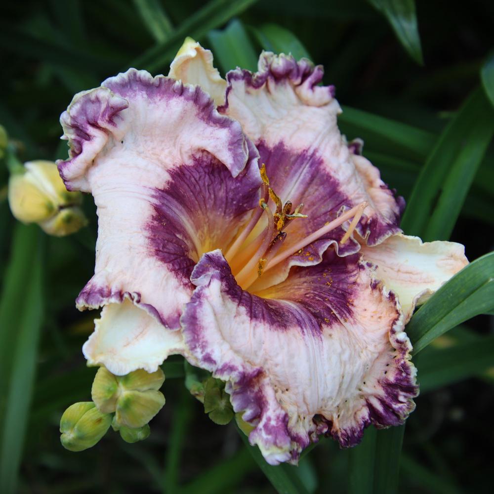 Photo of the bloom of Daylily (Hemerocallis 'Frosty Elegance') posted ...