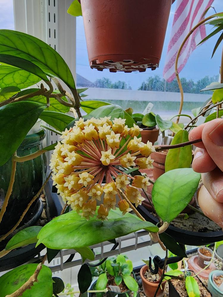 Wax Plant (Hoya 'Viola') in the Hoyas Database - Garden.org