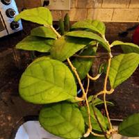 Photo of the leaves of Wax Plant (Hoya 'Viola') posted by Magpie26 ...
