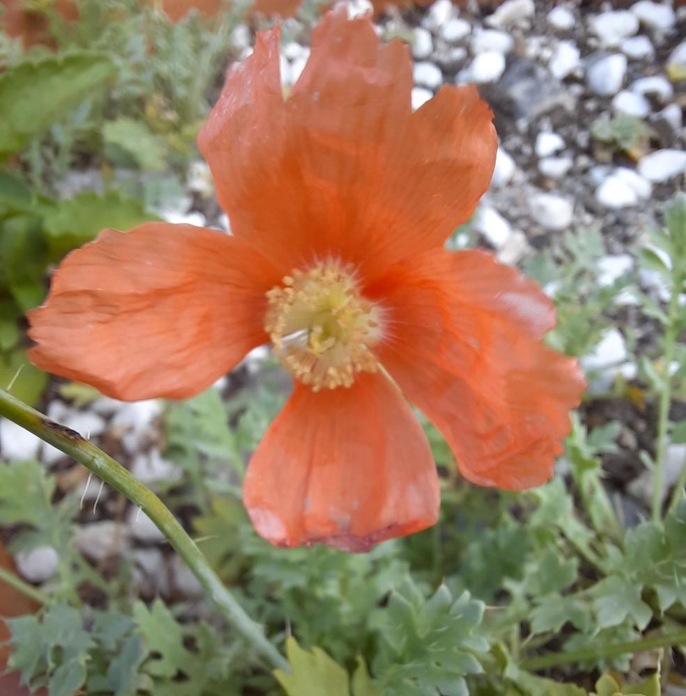 Photo of the bloom of Fire Poppy (Papaver californicum) posted by ...