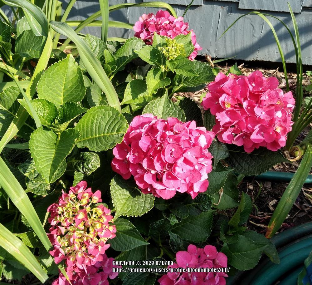 Bigleaf Hydrangea (Hydrangea macrophylla 'Green Shadow') in the ...