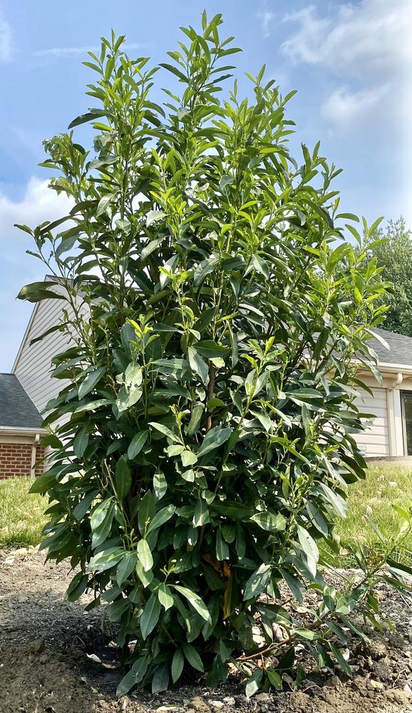 Photo of the entire plant of Cherry Laurel (Prunus laurocerasus ...