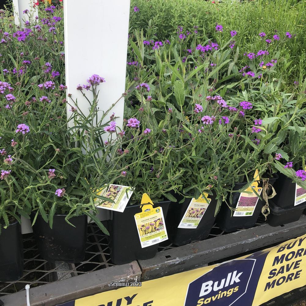 Photo of the entire plant of Tall Verbena (Verbena bonariensis ...