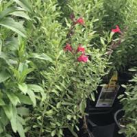 Autumn Sage (Salvia greggii 'Furman's Red') in the Salvias Database ...