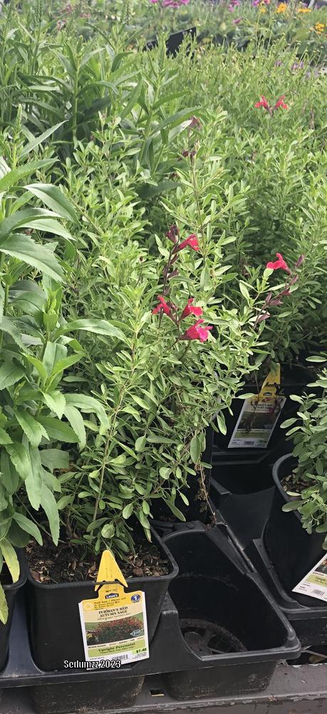 Photo of the entire plant of Autumn Sage (Salvia greggii 'Furman's Red ...