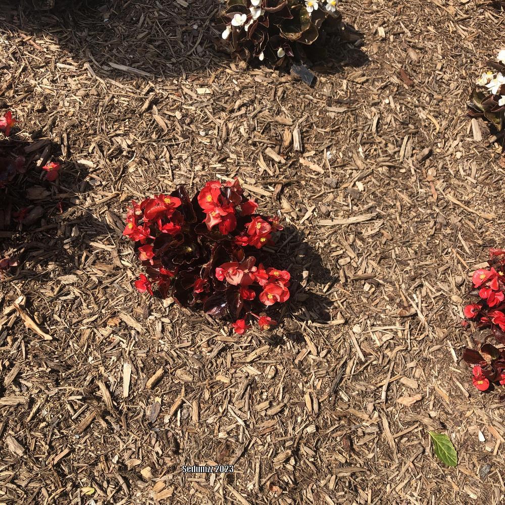 Begonia 'Bada Boom Scarlet' in the Begonias Database - Garden.org