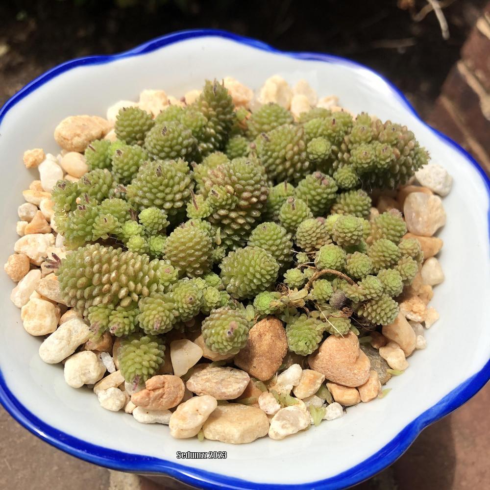 Photo of the entire plant of Monanthes (Monanthes polyphylla) posted by ...