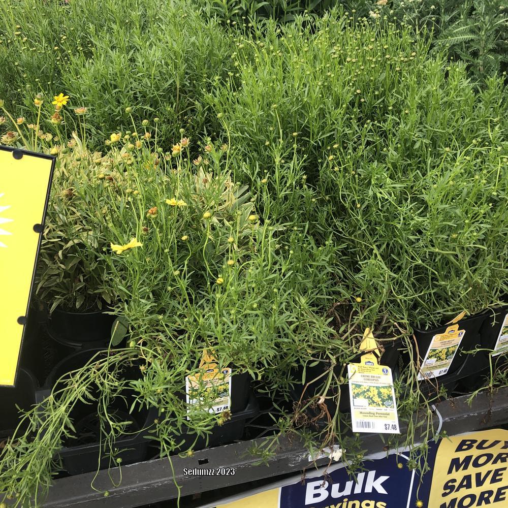 Threadleaf Coreopsis (Gyrophyllum verticillatum 'Creme Brulee ...