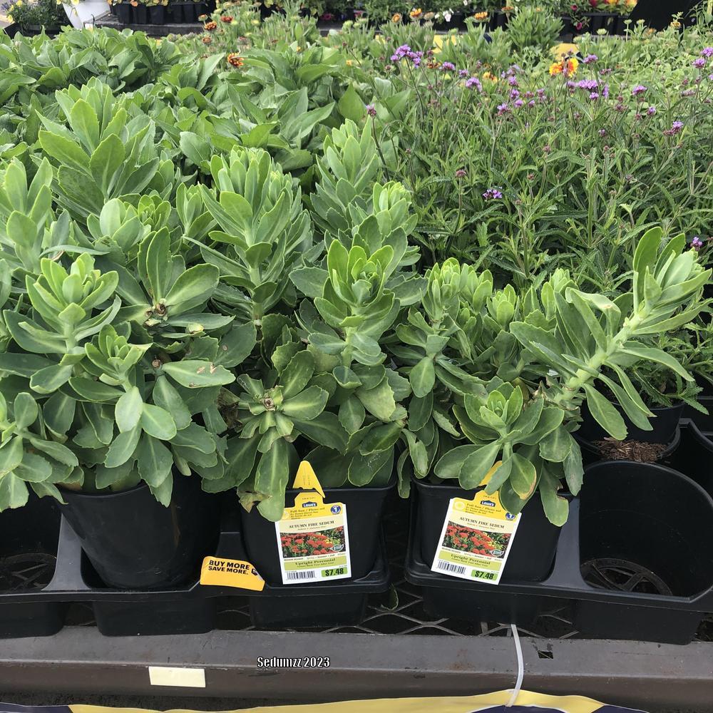 Photo of the entire plant of Stonecrop (Hylotelephium spectabile ...