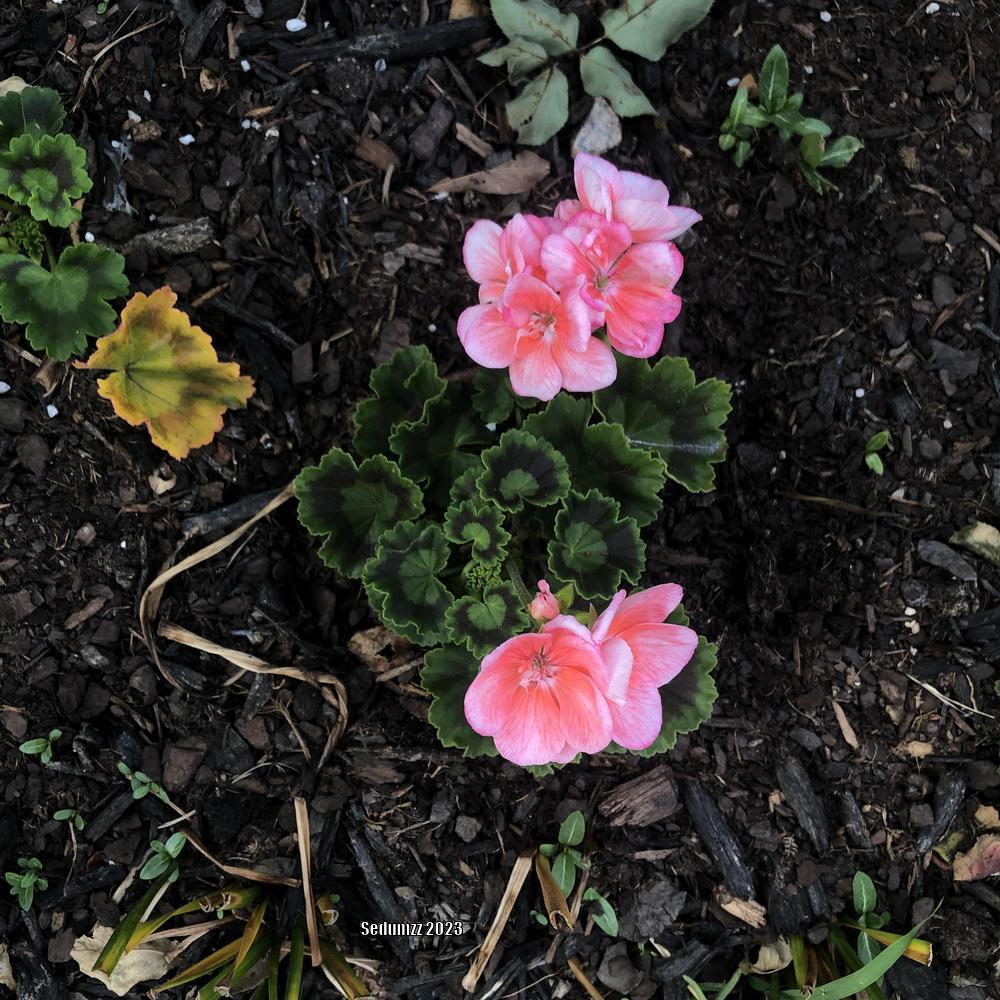 Photo of the entire plant of Zonal Geranium (Pelargonium x hortorum ...