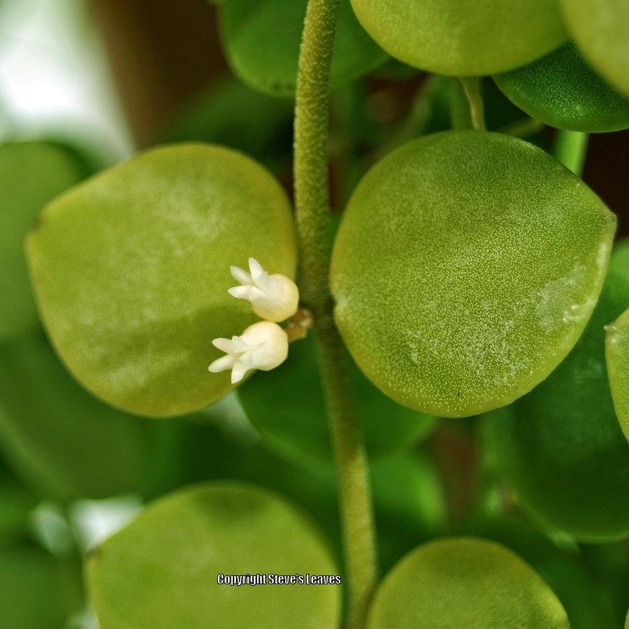 Photo of the bloom of String of Nickels (Dischidia nummularia) posted ...