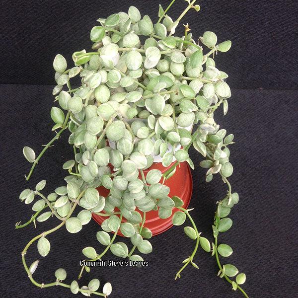 String of Nickels (Dischidia nummularia 'Variegata') - Garden.org