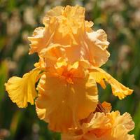 Tall Bearded Iris (Iris 'Good Show') in the Irises Database - Garden.org