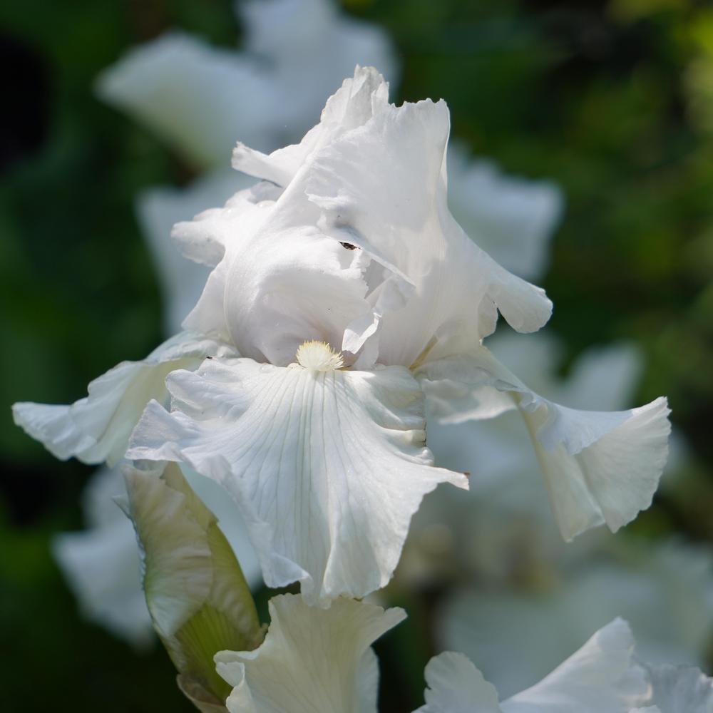 Photo of the bloom of Tall Bearded Iris (Iris 'Berlin Snow') posted by ...