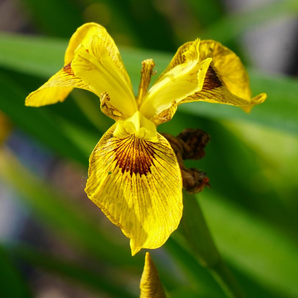 Photo of the bloom of Species X Iris (Iris 'Roy Davidson') posted by D3LL - Garden.org