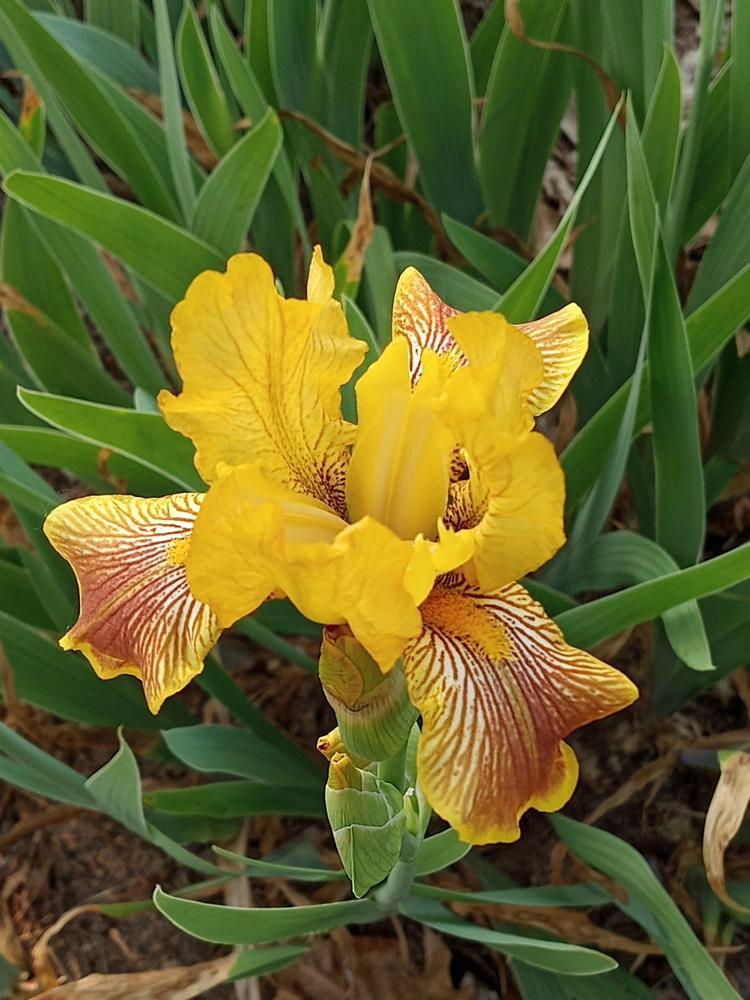 Photo of the bloom of Miniature Tall Bearded Iris (Iris 'Breakfast in ...