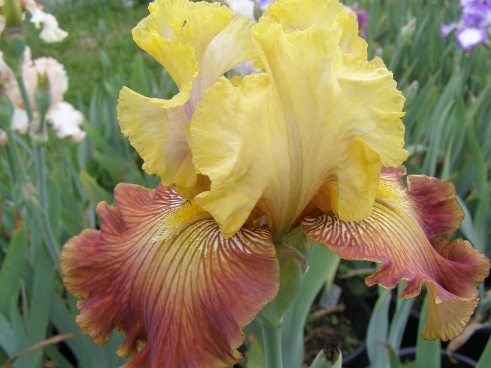 Tall Bearded Iris (Iris 'Echo Chamber') in the Irises Database - Garden.org