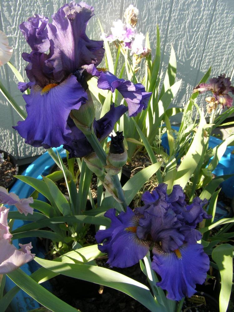 Photo of the entire plant of Tall Bearded Iris (Iris 'Nostalgic Memory ...