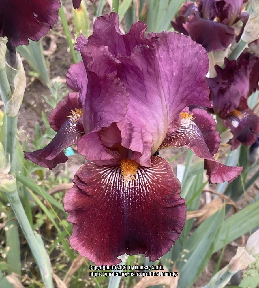 Photo of the bloom of Tall Bearded Iris (Iris 'Scarlet Embers') posted ...