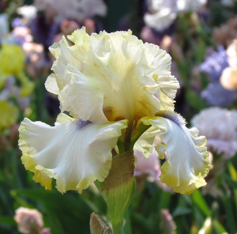 Photo of the bloom of Tall Bearded Iris (Iris 'Lemon Moonbeam') posted ...