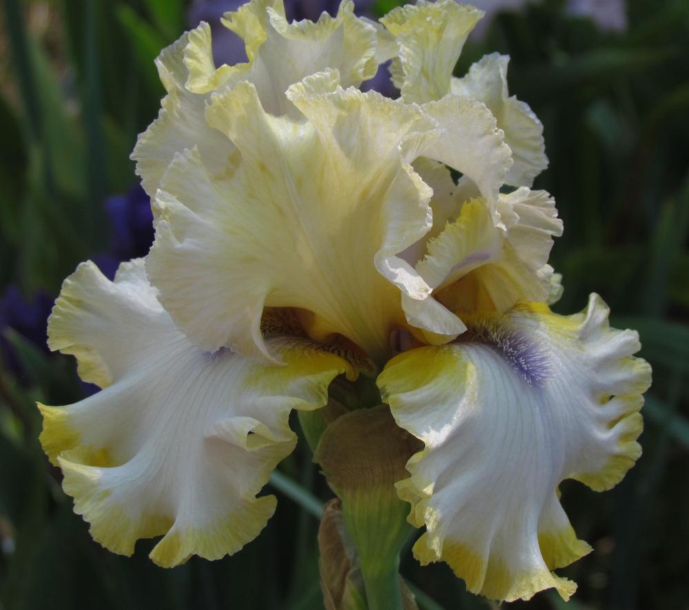 Photo of the bloom of Tall Bearded Iris (Iris 'Lemon Moonbeam') posted ...