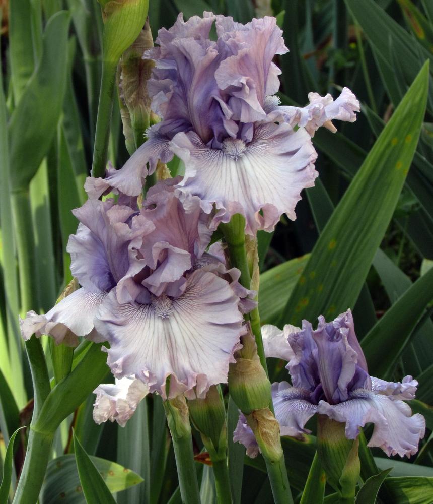 Photo of the entire plant of Tall Bearded Iris (Iris 'Blushing Doll ...