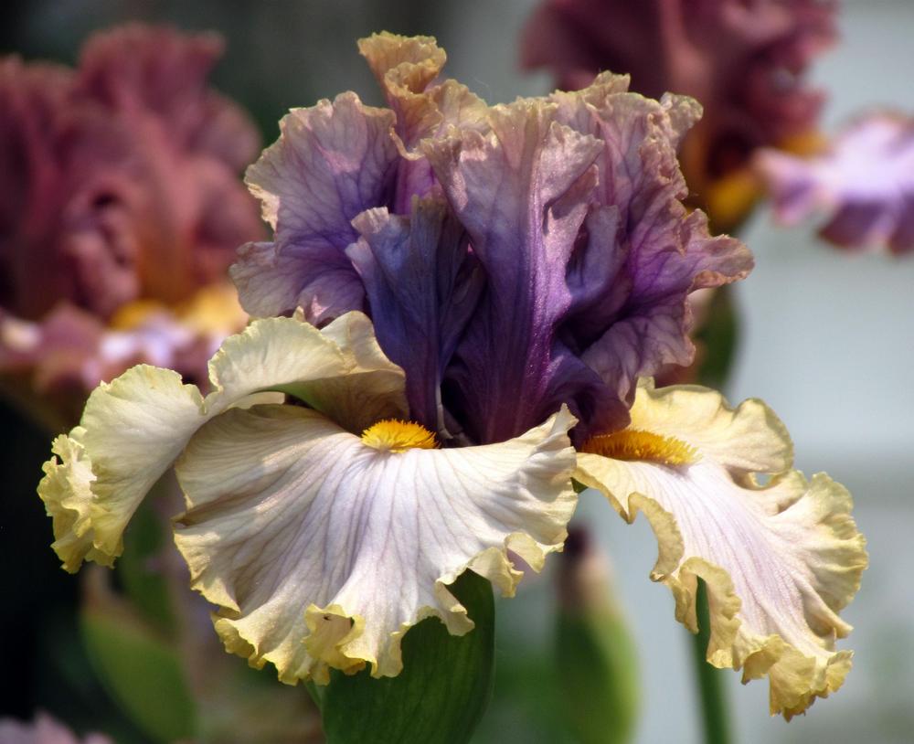 Photo of the bloom of Tall Bearded Iris (Iris 'Only the Shadow Knows ...