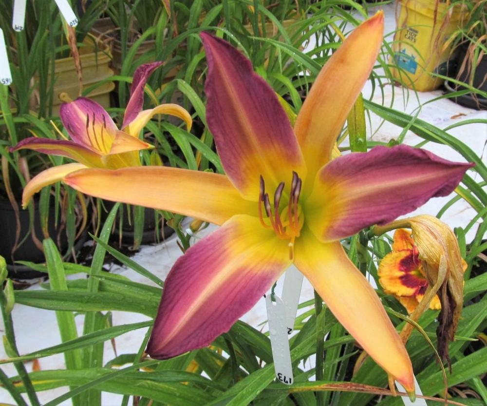 Daylily (Hemerocallis 'Flashy Dresser') in the Daylilies Database ...