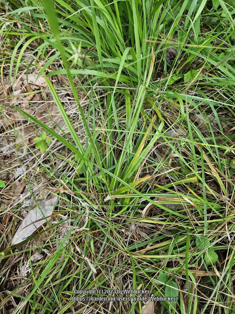 Photo of the entire plant of Southern Long Sedge (Carex lonchocarpa ...