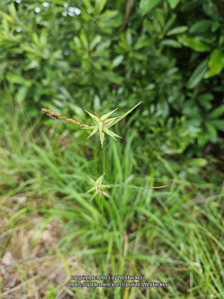 Photo of the bloom of Northern long sedge (Carex folliculata) posted by ...