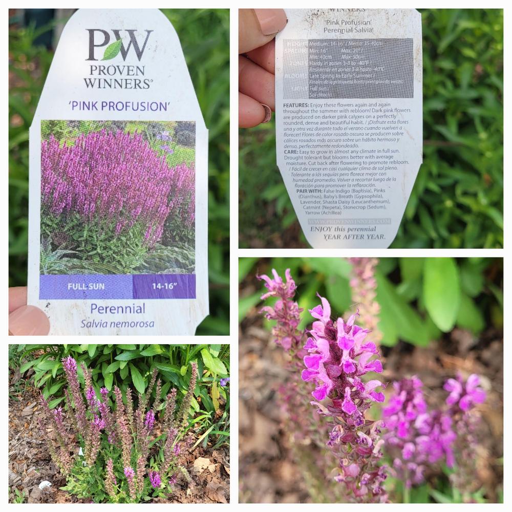 Perennial Salvia (Salvia nemorosa 'Pink Profusion') in the Salvias ...