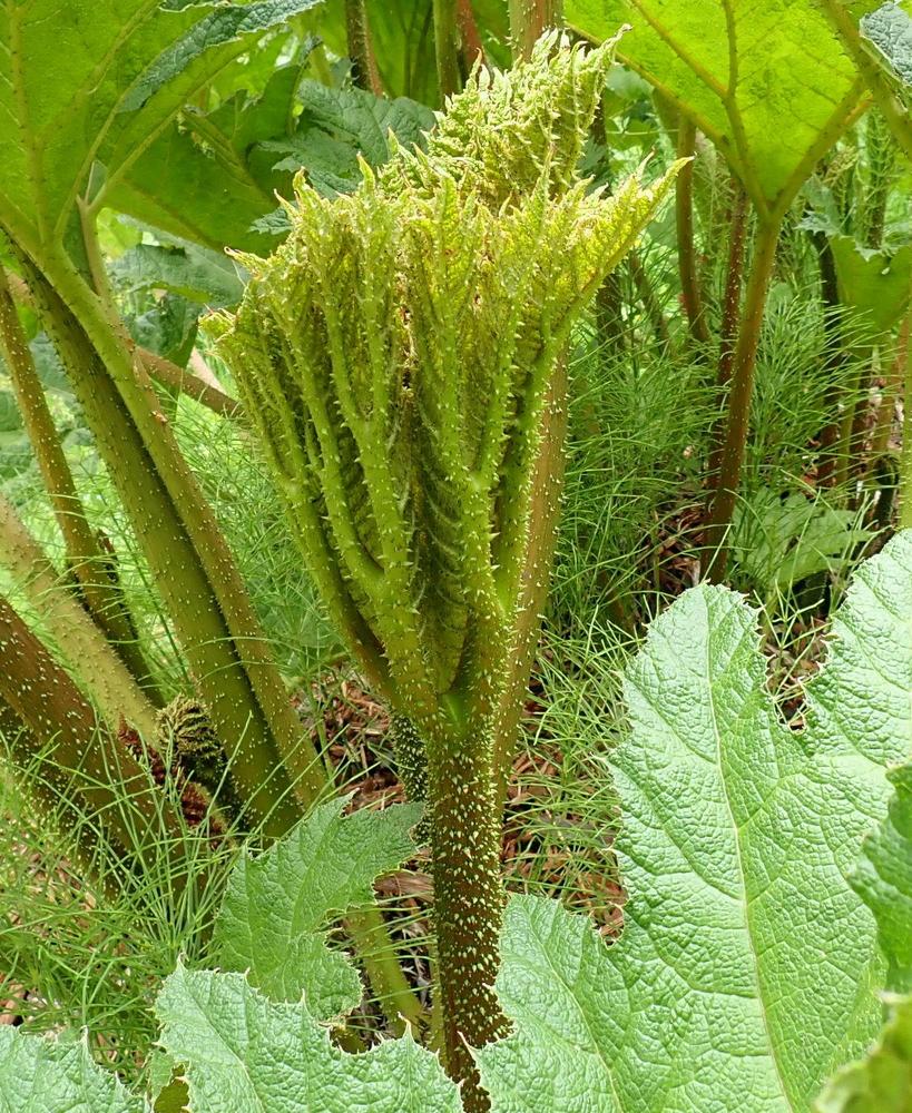 Photo of the emerging growth of Giant Gunnera (Gunnera manicata) posted ...