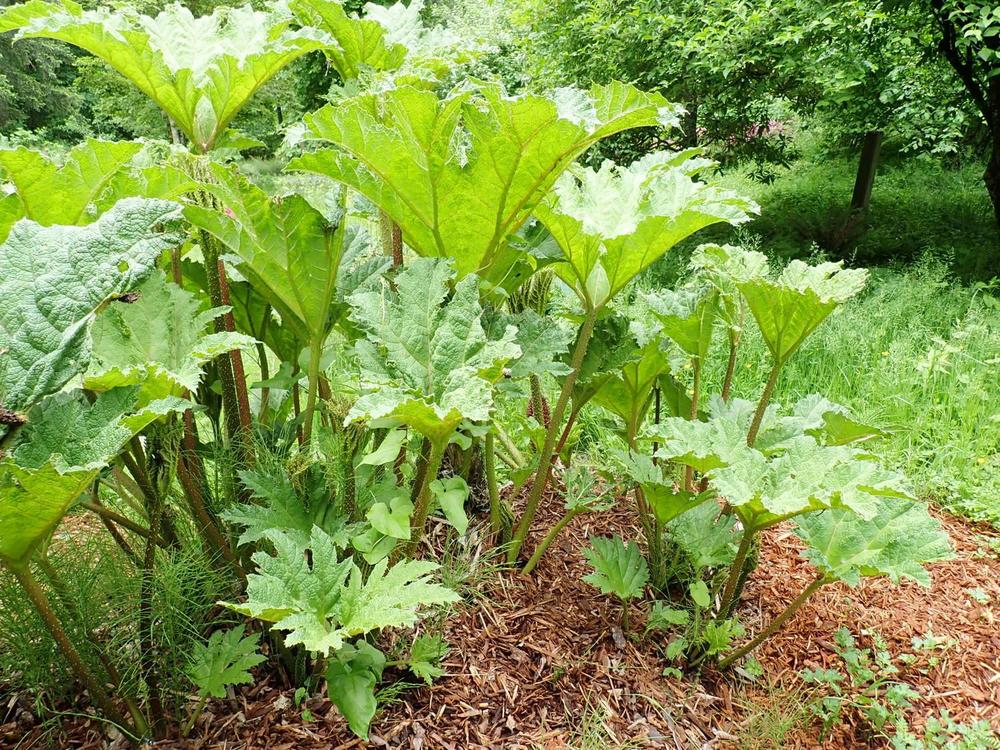 Photo of the entire plant of Giant Gunnera (Gunnera manicata) posted by ...