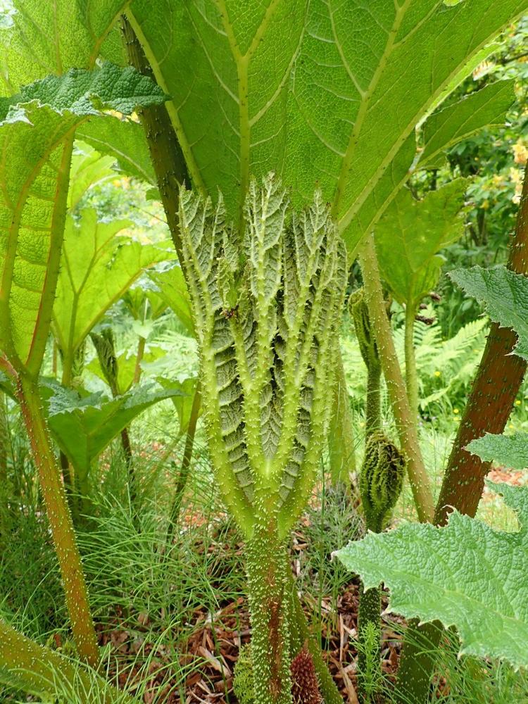 Photo of the leaves of Giant Gunnera (Gunnera manicata) posted by ...