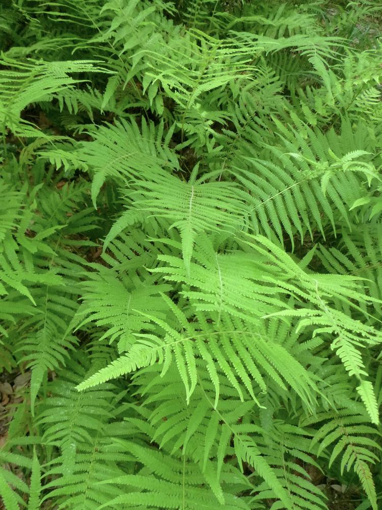 Photo of the entire plant of Southern Shield Fern (Thelypteris kunthii ...
