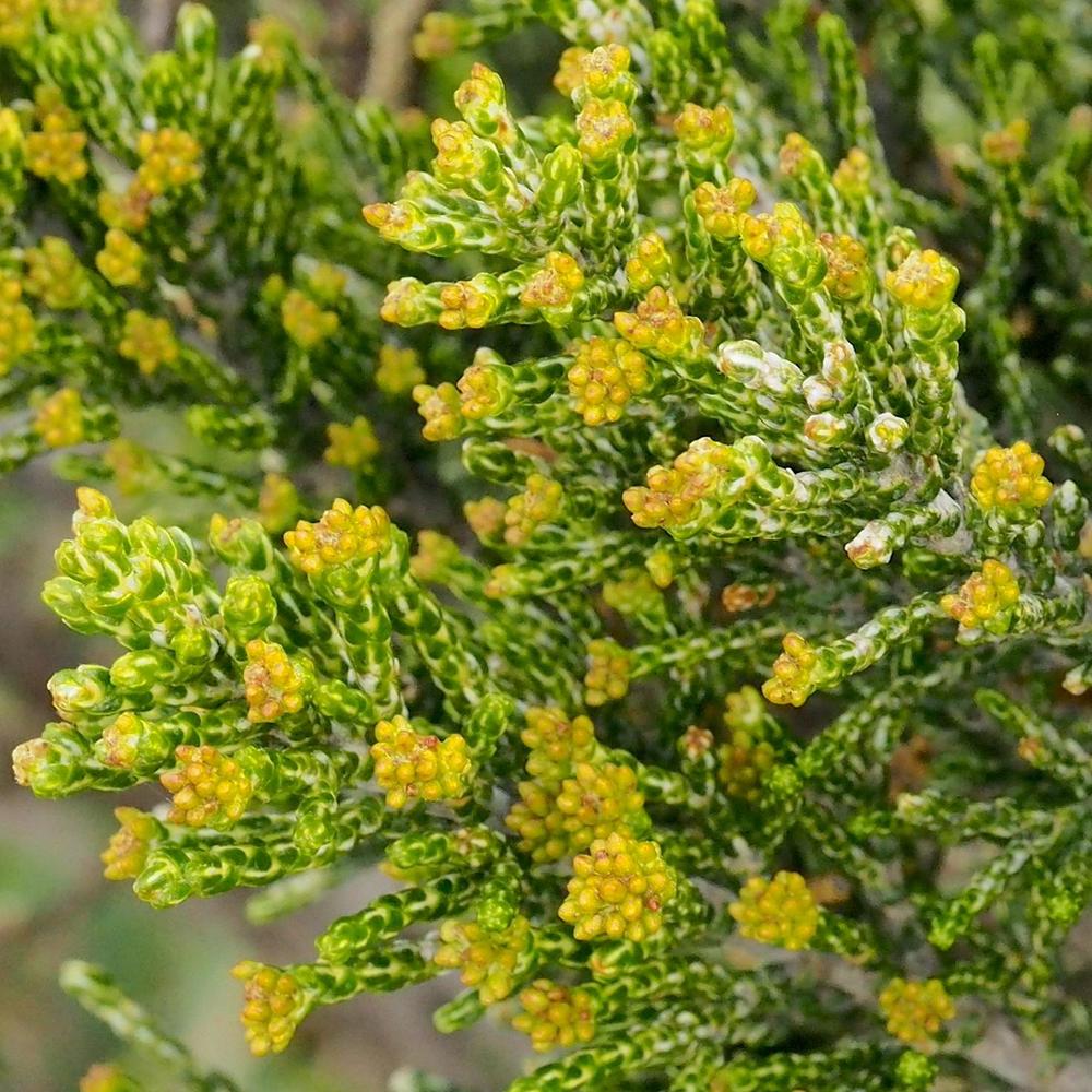 Photo of the bloom of Kerosene Bush (Ozothamnus cupressoides) posted by ...