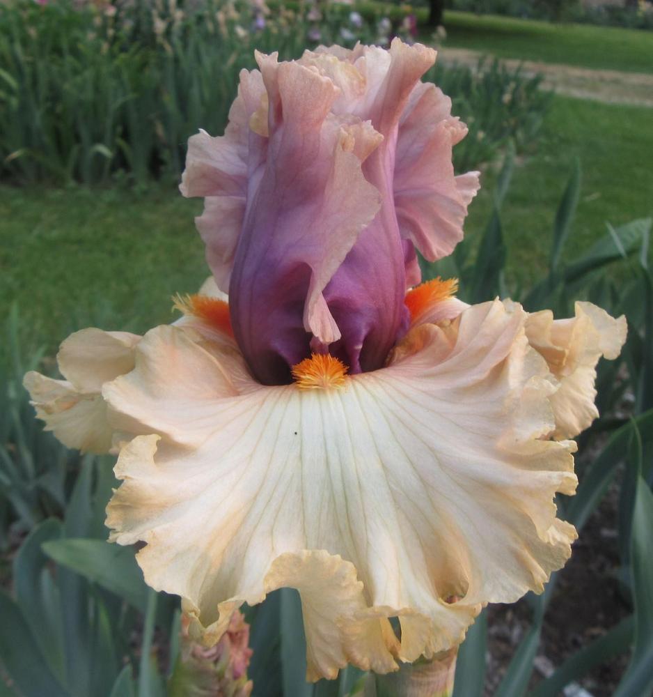 Photo of the bloom of Tall Bearded Iris (Iris 'Power Struggle') posted ...